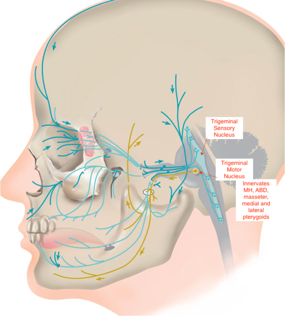 Cranial Nerves and Swallowing – Swallowing and its Disorders Across the Lifespan