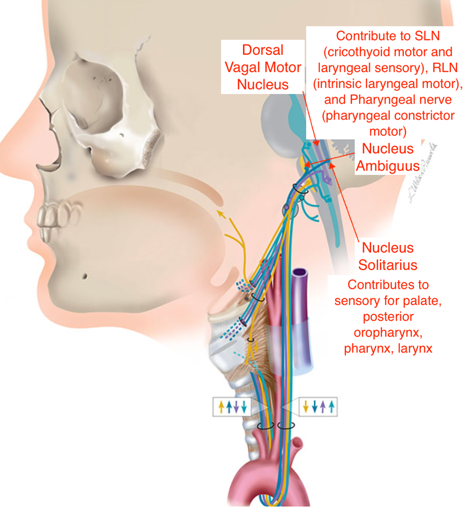 Cranial Nerves and Swallowing – Swallowing and its Disorders Across the Lifespan